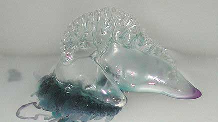 Mucho cuidado con la carabela portuguesa - Todoalergias